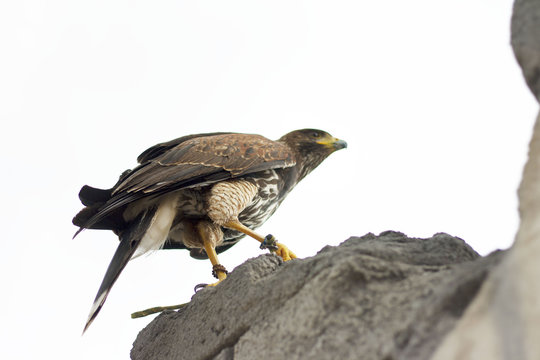 Acquila Images – Browse 93 Stock Photos, Vectors, and Video | Adobe Stock