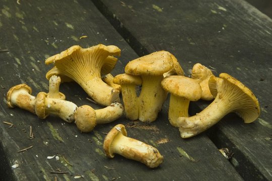 「Finferli」の写真素材 | 272件の無料イラスト画像 | Adobe Stock