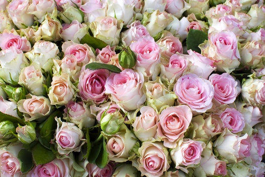 รูปภาพRosenstrauss – เลือกดูภาพถ่ายสต็อก เวกเตอร์ และวิดีโอ1,870 ...