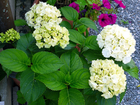 รูปภาพHortensien – เลือกดูภาพถ่ายสต็อก เวกเตอร์ และวิดีโอ3,373 | Adobe ...