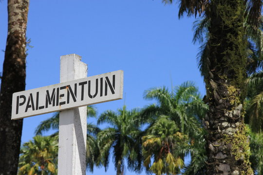 Palmentuin Images – Browse 28 Stock Photos, Vectors, and Video | Adobe ...