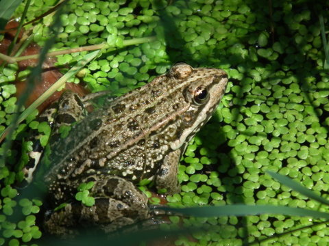 Batracien Bilder – Durchsuchen 1,292 Archivfotos, Vektorgrafiken und ...