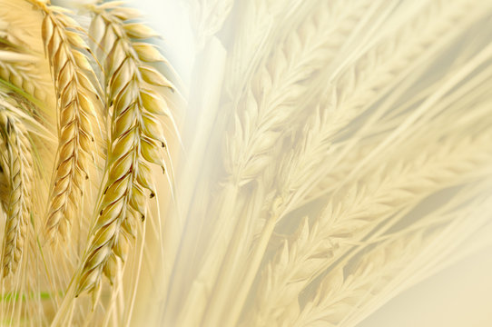 「Caryopse」の画像 - 21,452 件の Stock 写真、ベクターおよびビデオ | Adobe Stock