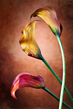 รูปภาพVarkoor – เลือกดูภาพถ่ายสต็อก เวกเตอร์ และวิดีโอ78 | Adobe Stock