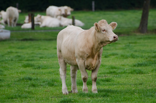 รูปภาพBullen – เลือกดูภาพถ่ายสต็อก เวกเตอร์ และวิดีโอ883 | Adobe Stock