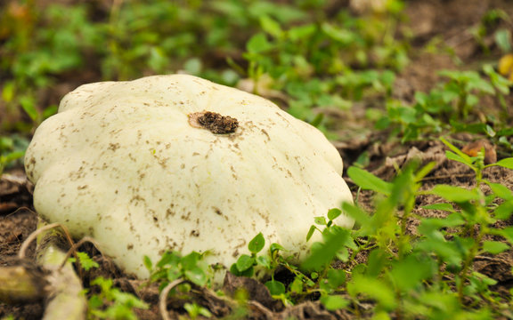 Patison 이미지 – 찾아보기 689 스톡 사진, 벡터 및 비디오 | Adobe Stock