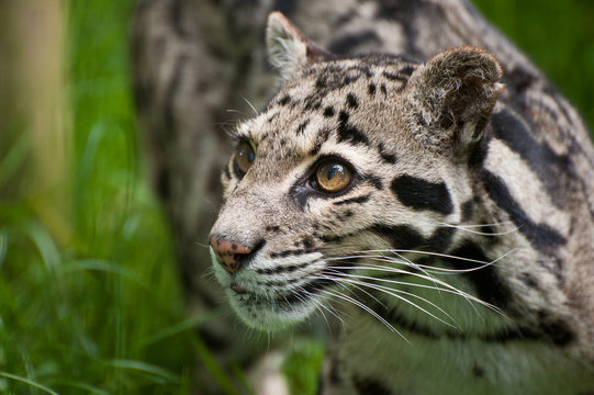 Clouded Leopard Claws
