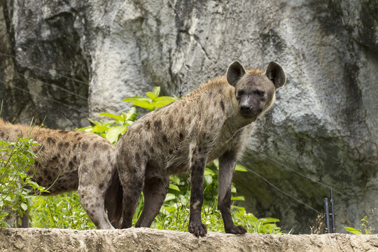 Spotted-Hyena-Bilder: Stock-Fotos & -Videos. | Adobe Stock