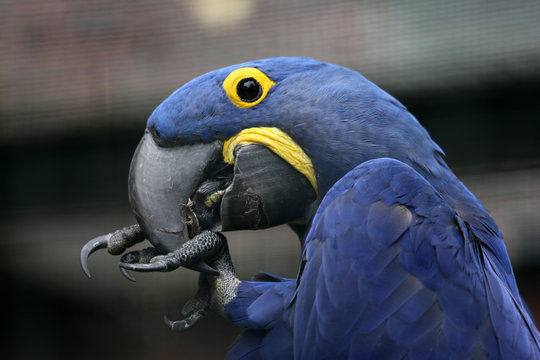 Hyazinthara Images – Browse 69 Stock Photos, Vectors, and Video | Adobe ...