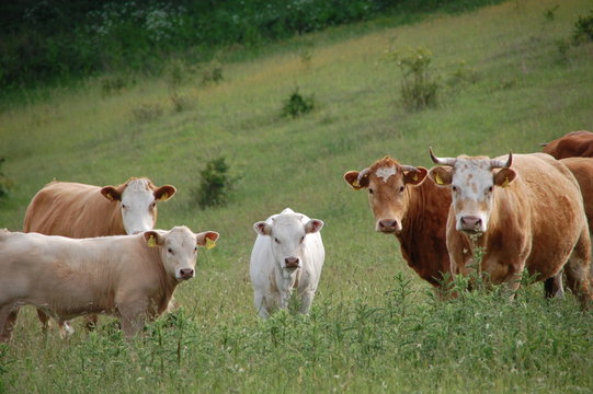 Rinderherde bilder – Bläddra bland 1,264 stockfoton, vektorer och ...