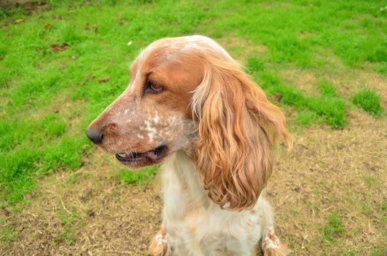 รูปภาพCoquer – เลือกดูภาพถ่ายสต็อก เวกเตอร์ และวิดีโอ11 | Adobe Stock