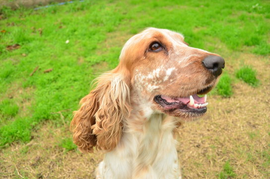 Coquer Images – Browse 14 Stock Photos, Vectors, and Video | Adobe Stock