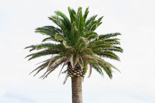 Palmera Images – Parcourir 47,005 le catalogue de photos, vecteurs et ...