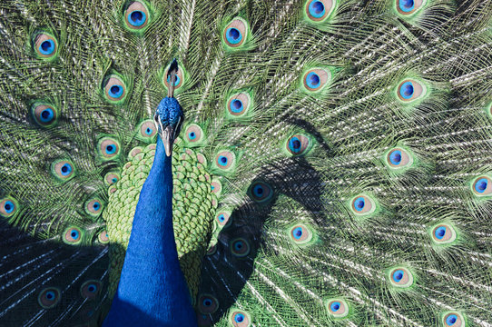 87 BEST Peackock IMAGES, STOCK PHOTOS & VECTORS | Adobe Stock