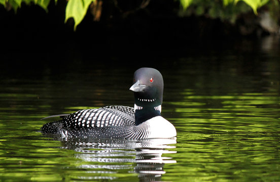 "Canard Huard" Images – Browse 1 Stock Photos, Vectors, and Video ...