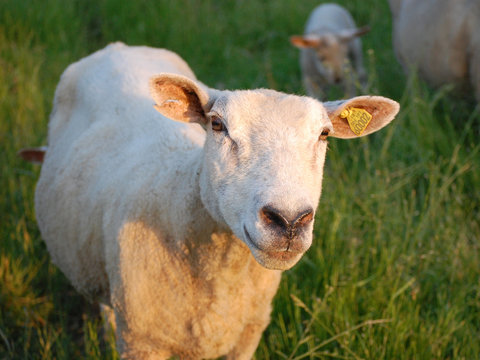 Brebis 画像 - 参照 6,016 Stock 写真、ベクターおよびビデオ | Adobe Stock
