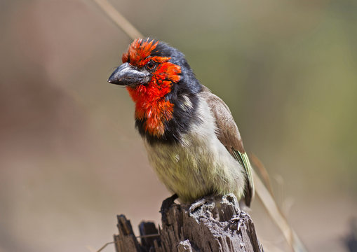 Lybius bilder – Bläddra bland 208 stockfoton, vektorer och videor ...