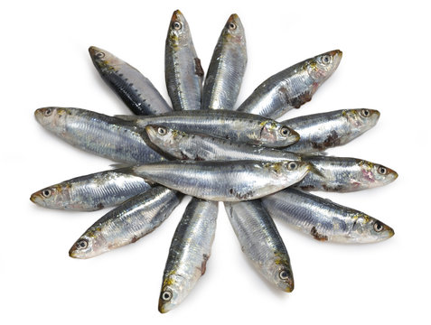 Parrocha Images – Browse 57 Stock Photos, Vectors, and Video | Adobe Stock