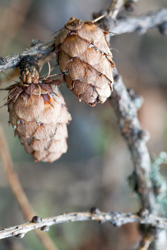 รูปภาพPigne – เลือกดูภาพถ่ายสต็อก เวกเตอร์ และวิดีโอ3,219 | Adobe Stock