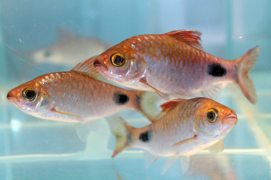 Puntius bilder – Bläddra bland 1,010 stockfoton, vektorer och videor ...