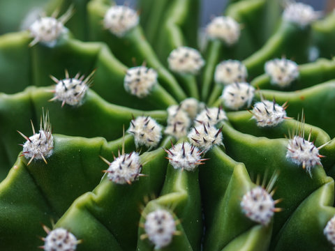 รูปภาพSpitzig – เลือกดูภาพถ่ายสต็อก เวกเตอร์ และวิดีโอ463 | Adobe Stock