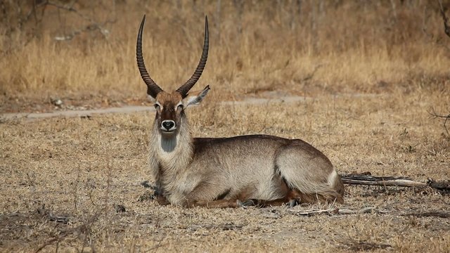 Waterbuck Video Footage – Browse 768 HD Stock Video and Footage | Adobe ...