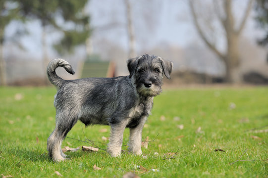 Mittelschnauzer Images – Browse 1,060 Stock Photos, Vectors, and Video ...