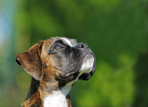 Belohnen Bilder – Durchsuchen 799 Archivfotos, Vektorgrafiken und ...