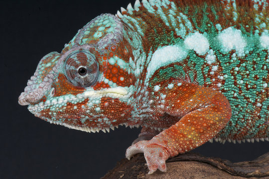 รูปภาพChameleons – เลือกดูภาพถ่ายสต็อก เวกเตอร์ และวิดีโอ82,573 | Adobe ...