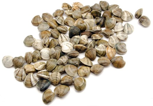 Almeja Images – Browse 12 Stock Photos, Vectors, and Video | Adobe Stock