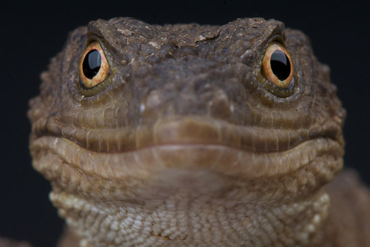 Xenosaurus Images – Browse 21 Stock Photos, Vectors, and Video | Adobe ...