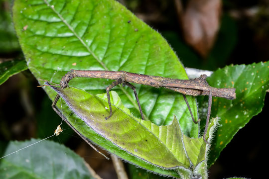 รูปภาพPhasmatodea – เลือกดูภาพถ่ายสต็อก เวกเตอร์ และวิดีโอ26,157 ...
