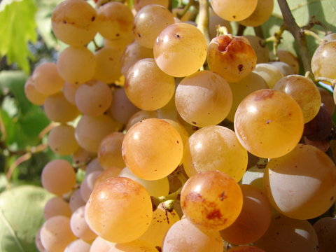 「Frascati」の画像 - 781 件の Stock 写真、ベクターおよびビデオ | Adobe Stock