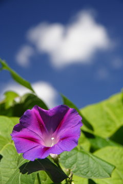 Prunk-Winde Images – Browse 2 Stock Photos, Vectors, and Video | Adobe ...