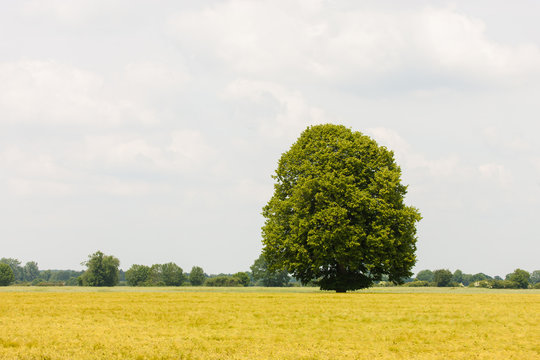 Eichenbaum 이미지 – 찾아보기 1,109 스톡 사진, 벡터 및 비디오 | Adobe Stock
