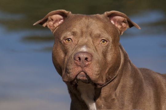 Obrazy (Amstaf) — zdjęcia, wektory i wideo bez tantiem (32,284) | Adobe ...