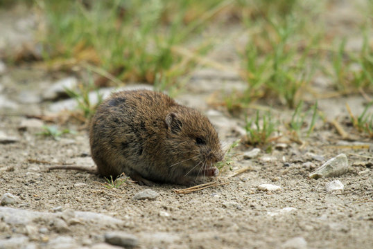 Campagnole Images – Browse 13 Stock Photos, Vectors, and Video | Adobe ...