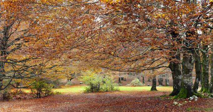 รูปภาพHayas – เลือกดูภาพถ่ายสต็อก เวกเตอร์ และวิดีโอ1,296 | Adobe Stock