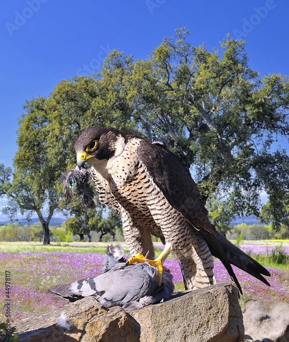 "Halcón peregrino cazando." Fotos de archivo e imágenes libres de ...