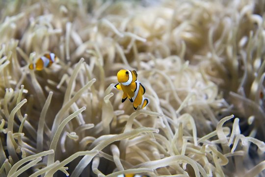 「Branchie」の画像 - 332 件の Stock 写真、ベクターおよびビデオ | Adobe Stock