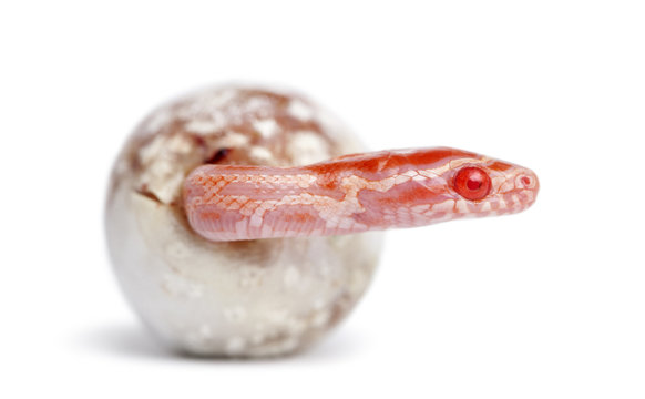 Snakelet bilder – Bläddra bland 31 stockfoton, vektorer och videor ...