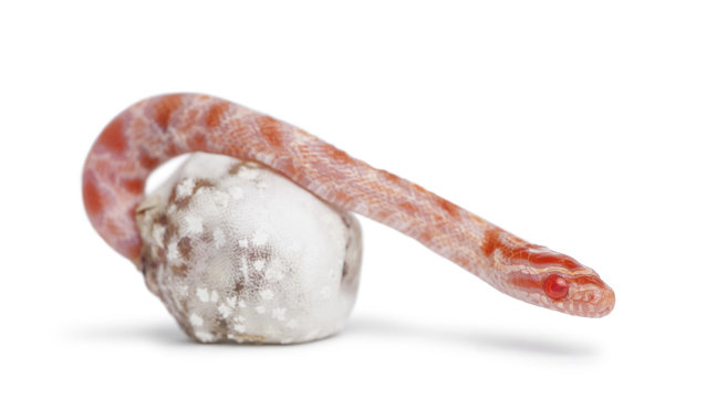 Snakelet bilder – Bläddra bland 31 stockfoton, vektorer och videor ...