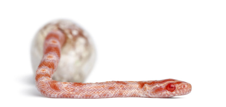 Snakelet Images – Browse 39 Stock Photos, Vectors, and Video | Adobe Stock