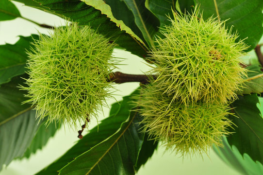 รูปภาพEdelkastanien – เลือกดูภาพถ่ายสต็อก เวกเตอร์ และวิดีโอ1,098 ...