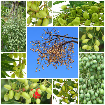 Margousier Images – Browse 55 Stock Photos, Vectors, and Video | Adobe ...