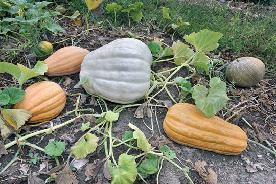 Calabacera Images – Browse 30 Stock Photos, Vectors, and Video | Adobe ...