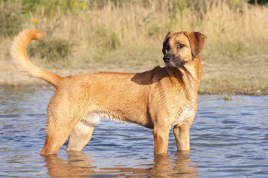 Rhodesian Ridgeback Yellow Lab Mix
