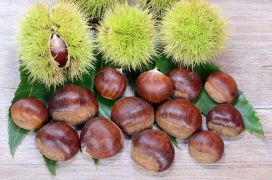 Aculei Bilder – Durchsuchen 428 Archivfotos, Vektorgrafiken und Videos ...