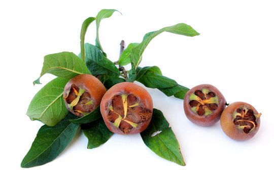 รูปภาพMispel – เลือกดูภาพถ่ายสต็อก เวกเตอร์ และวิดีโอ16,729 | Adobe Stock