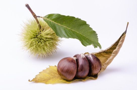 รูปภาพMarroni – เลือกดูภาพถ่ายสต็อก เวกเตอร์ และวิดีโอ2,552 | Adobe Stock